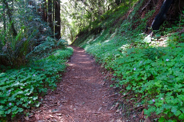 Top Mountain Biking Trails in Santa Cruz County - Visit Santa Cruz County