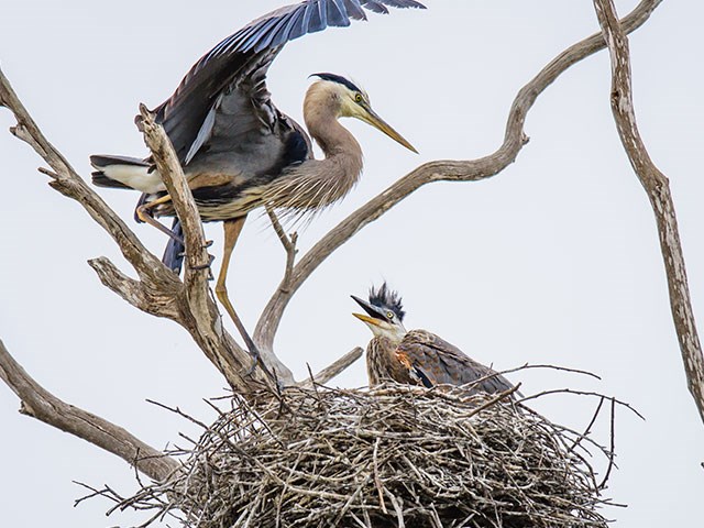5 Beautiful Spots to Enjoy Birds in Santa Cruz County - Visit Santa ...