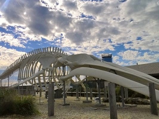 Best Ways to View Sea Life in Santa Cruz County - Visit Santa Cruz County