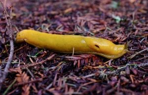 Searching for Slugs in the Santa Cruz Mountains - Visit Santa Cruz County