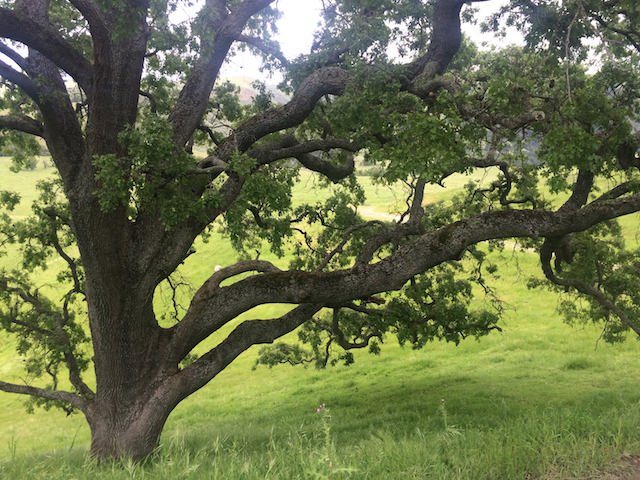 The Ohlone People of Santa Cruz County - Visit Santa Cruz County