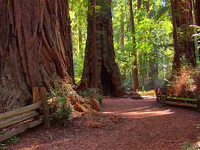 Henry Cowell Redwoods State Park: Advice from a Redwood Hike and Craft ...