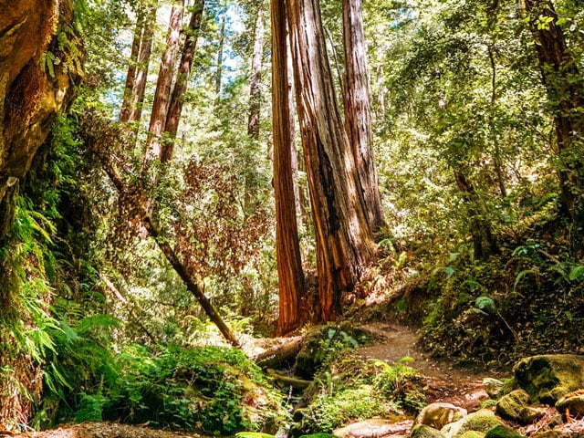 SANTA CRUZ COUNTY’S TOP 5 HIKES - Visit Santa Cruz County