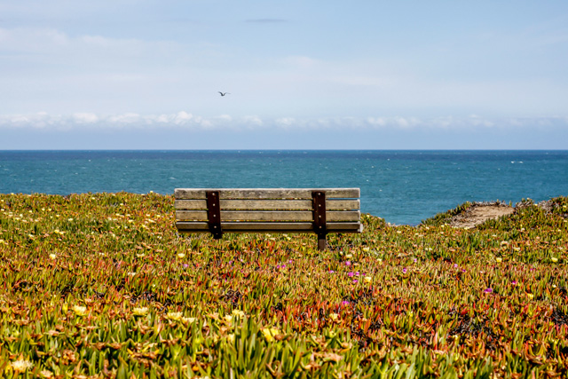 Best Ways to View Sea Life in Santa Cruz County - Visit Santa Cruz County