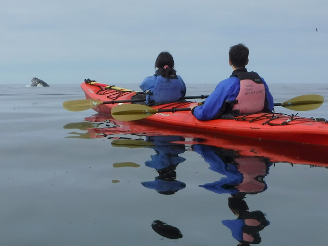 Best Ways to View Sea Life in Santa Cruz County - Visit Santa Cruz County