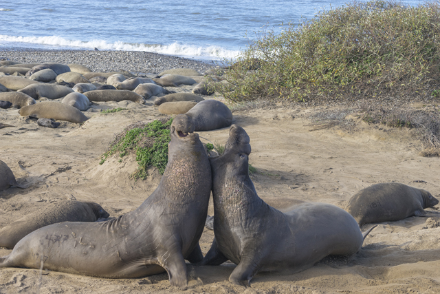 The BEST of Winter Wildlife in Santa Cruz County - Visit Santa Cruz County