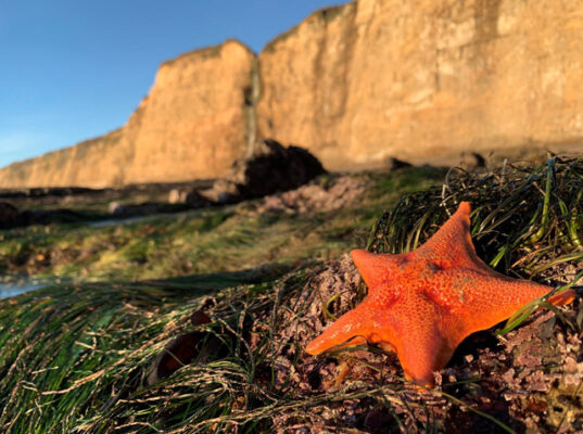 Top 5 Tide Pools in Santa Cruz County - Visit Santa Cruz County