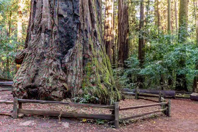 Redwood Love: Celebrating the Resilient Redwoods of Santa Cruz County ...