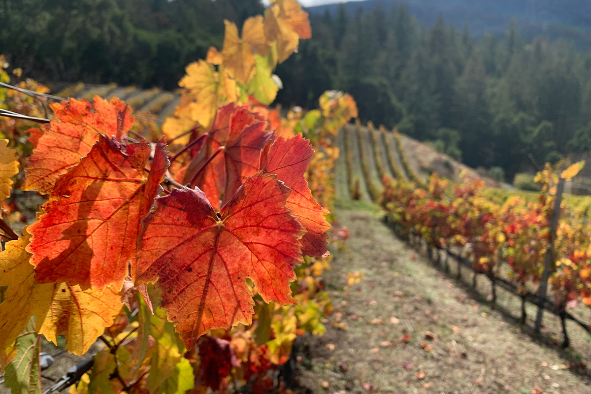 Home - Visit Santa Cruz County