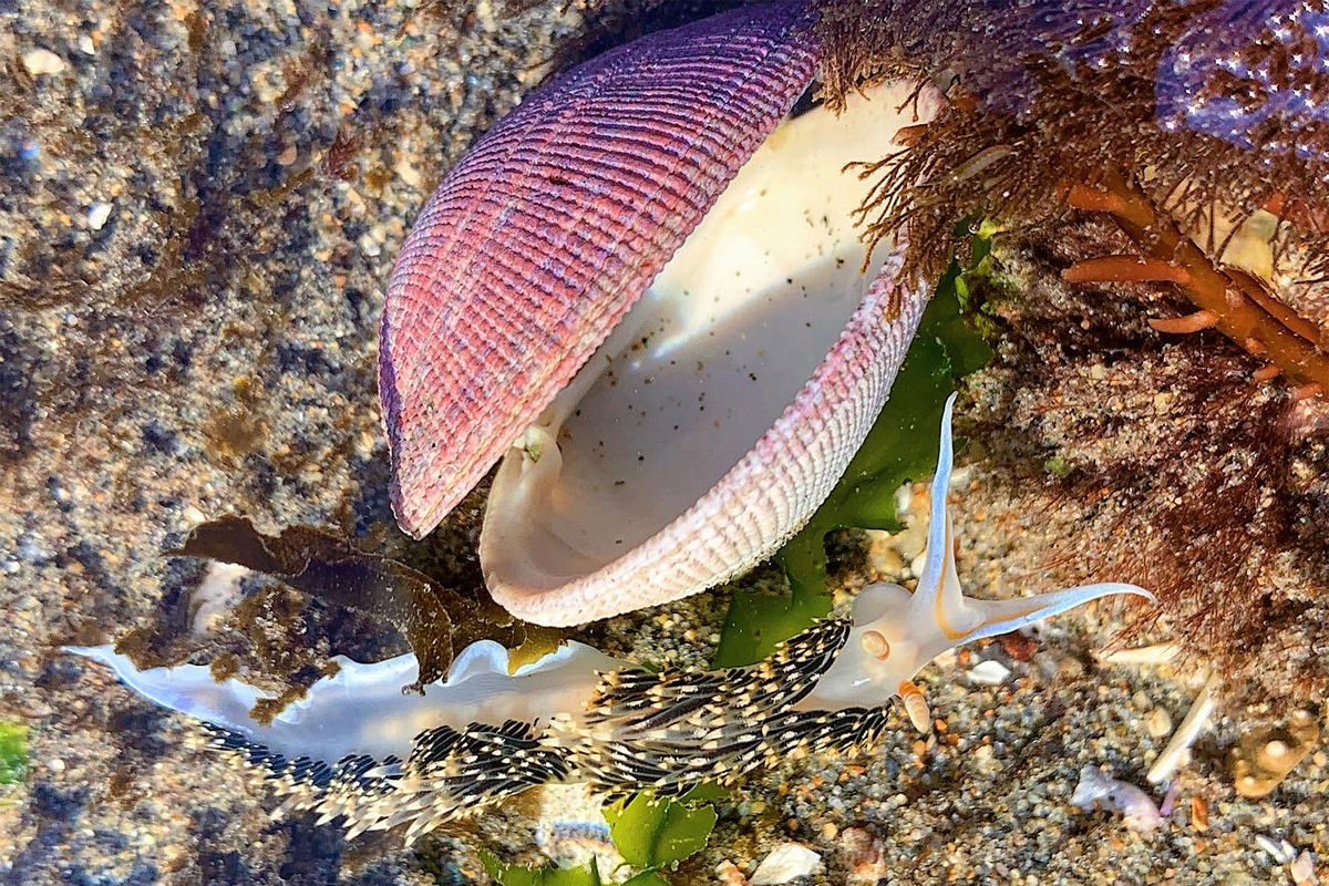 Outdoor & Wildlife - Visit Santa Cruz County