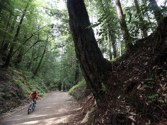 Demonstration State Forest Reopens Following a Year of Restoration ...