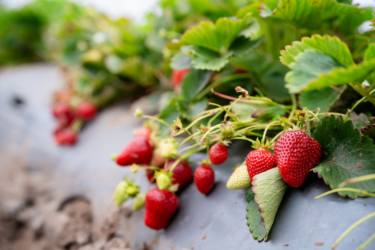Home - Visit Santa Cruz County