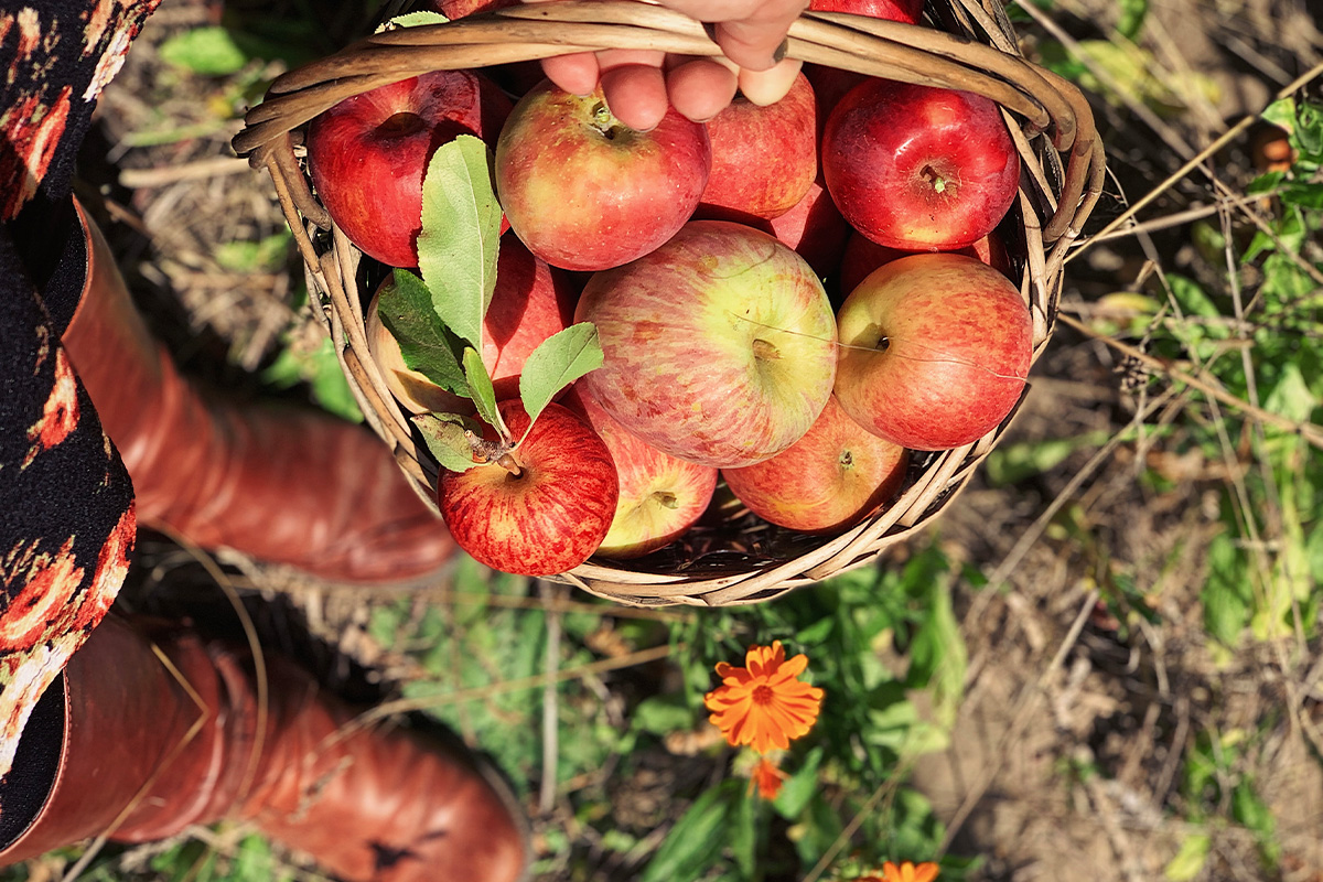 Home - Visit Santa Cruz County