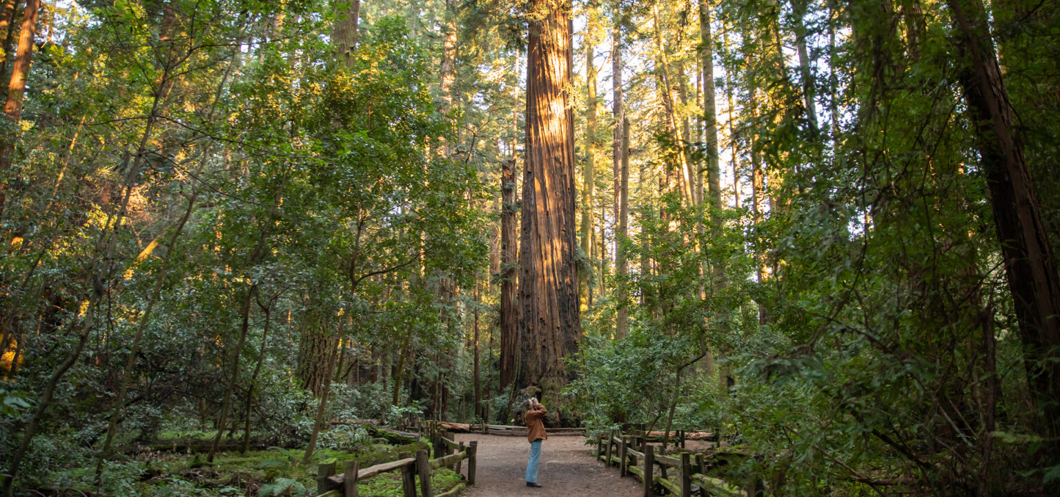 Beaches & Parks - Visit Santa Cruz County