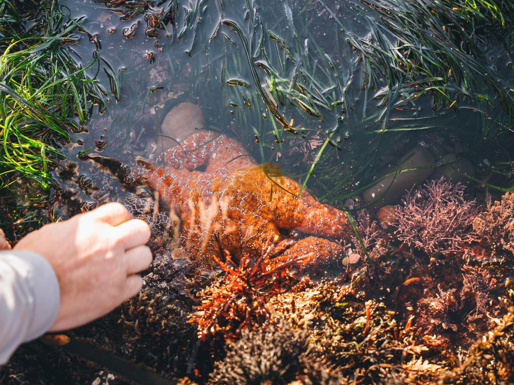 Top 5 Tide Pools in Santa Cruz County - Visit Santa Cruz County