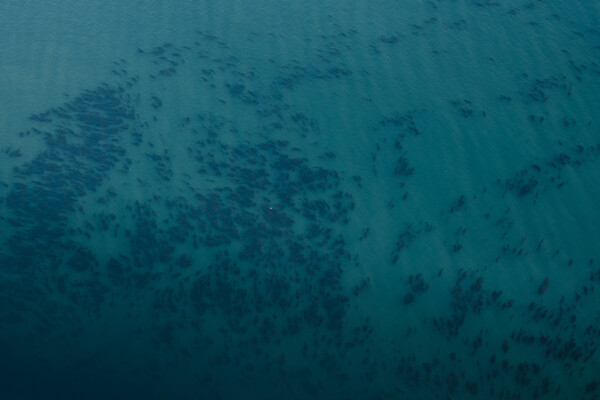 Shark Tours Provide Closeup Look at Monterey Bay Marine Life - Visit ...