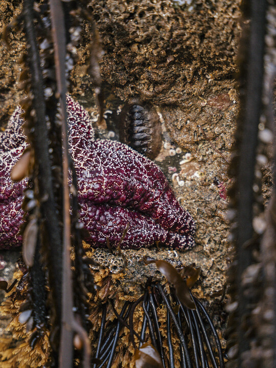 Tide Pool Wildlife Guide: Discovering Santa Cruz’s Tidal Treasures ...