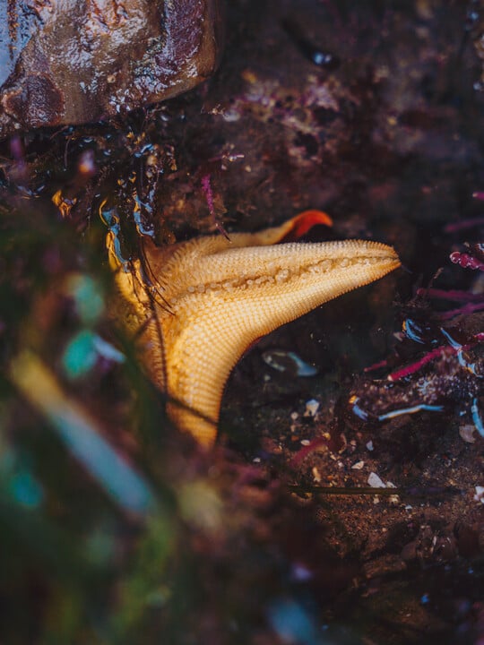 Tide Pool Wildlife Guide: Discovering Santa Cruz’s Tidal Treasures ...