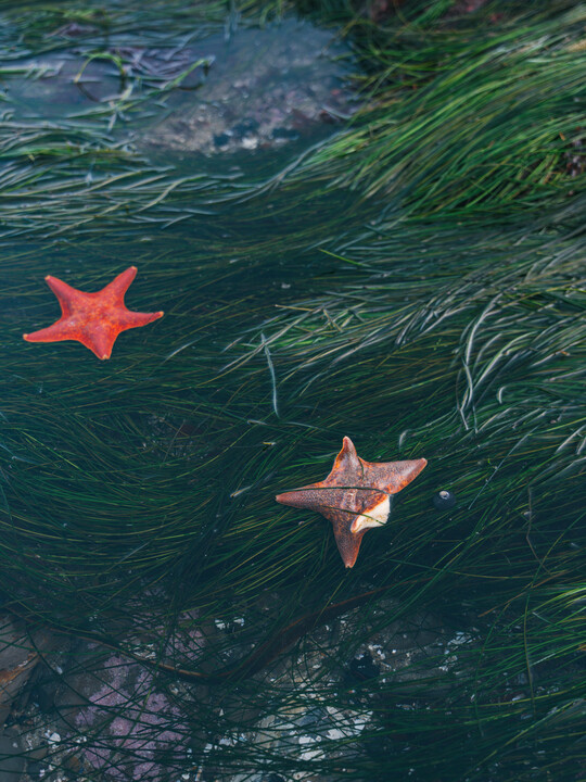 Tide Pool Wildlife Guide: Discovering Santa Cruz’s Tidal Treasures ...